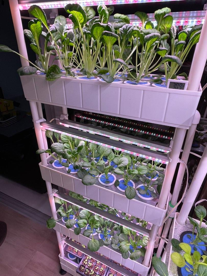 Hydroponics System (4 tier), Furniture & Home Living, Gardening, Pots ...