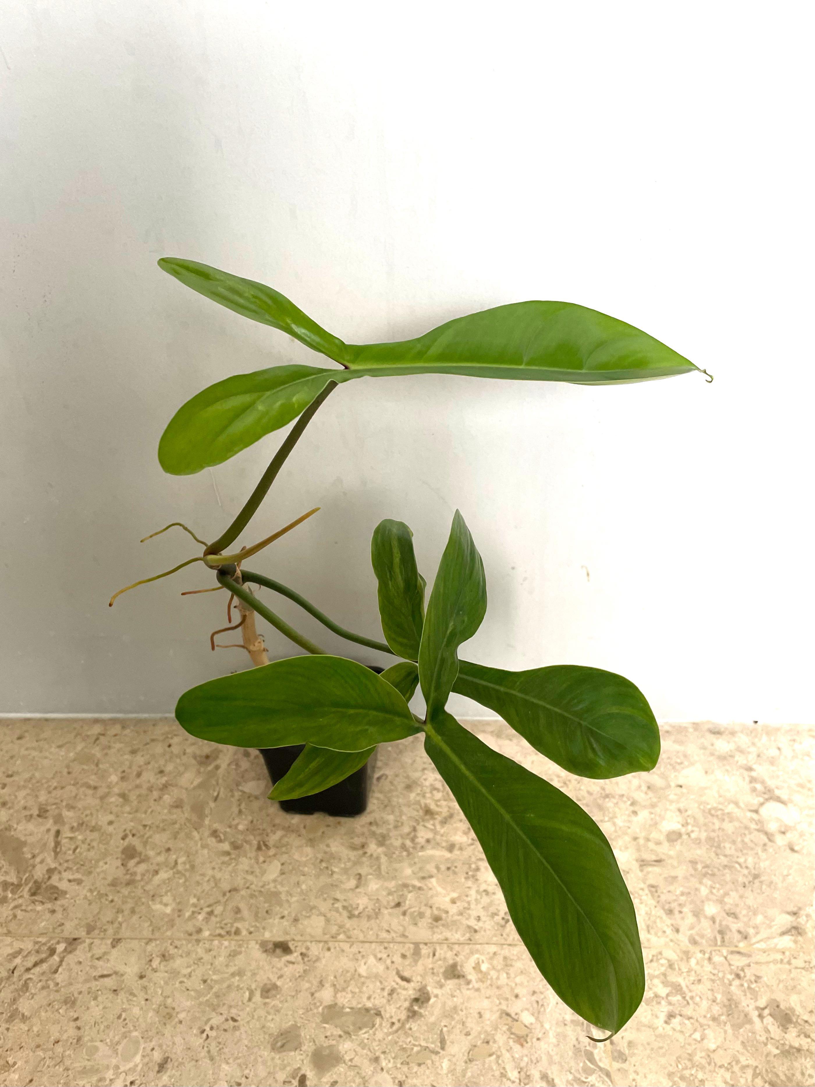 Philodendron 69686, Furniture & Home Living, Gardening, Plants & Seeds ...