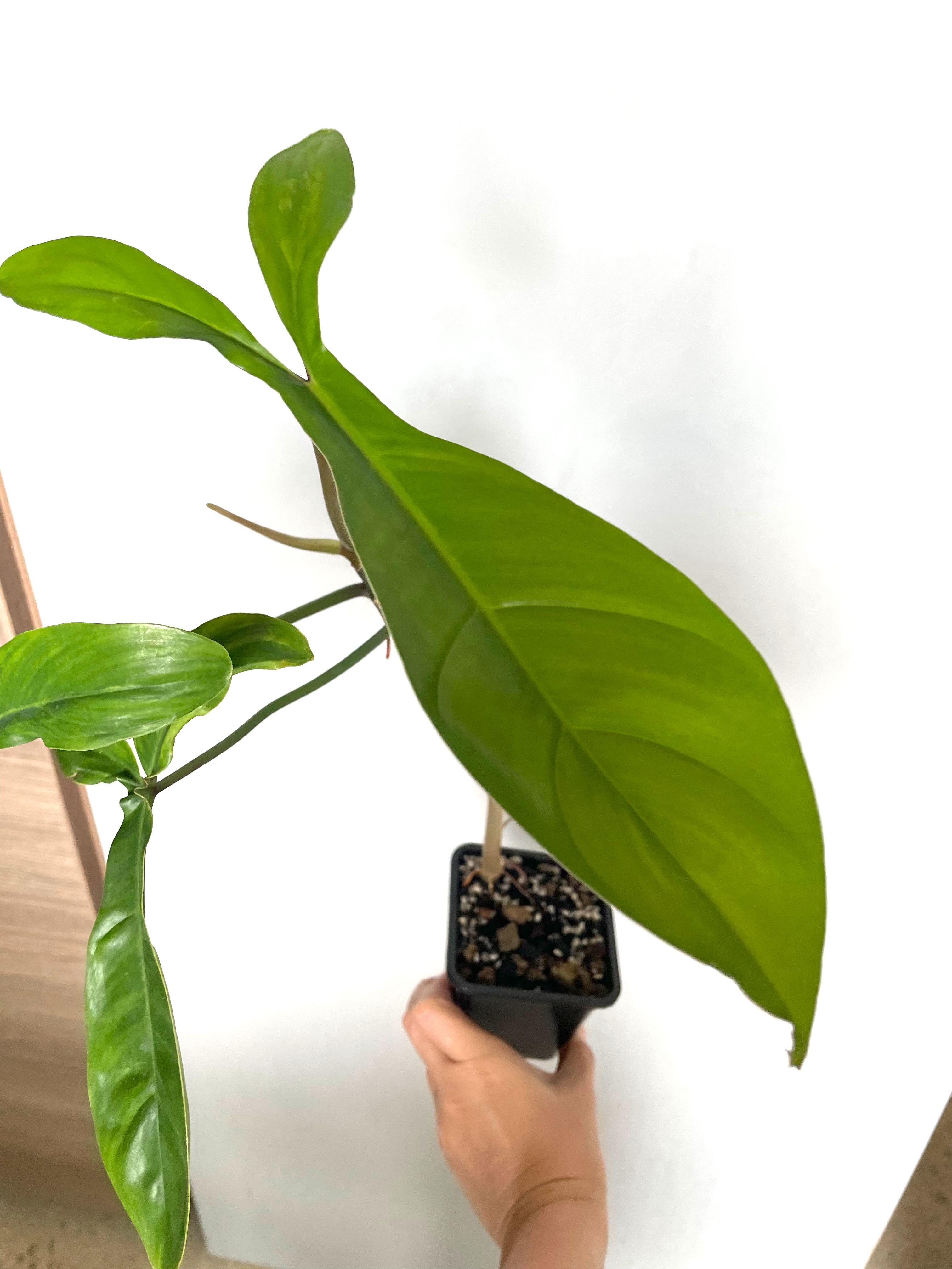 Philodendron 69686, Furniture & Home Living, Gardening, Plants & Seeds ...