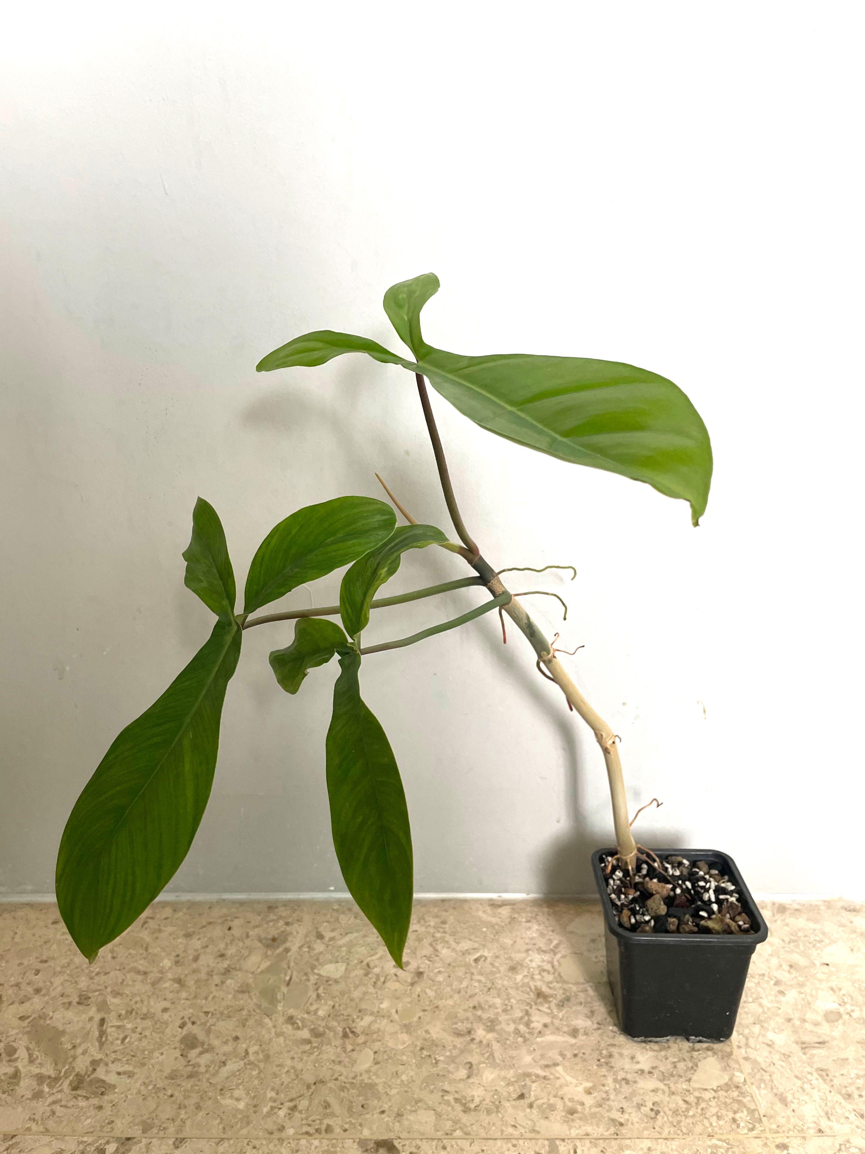 Philodendron 69686, Furniture & Home Living, Gardening, Plants & Seeds ...