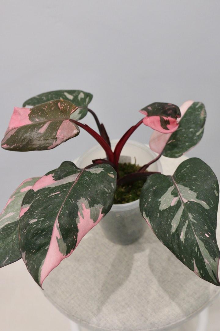 Philodendron Pink Princess Black Cherry, Furniture & Home Living ...