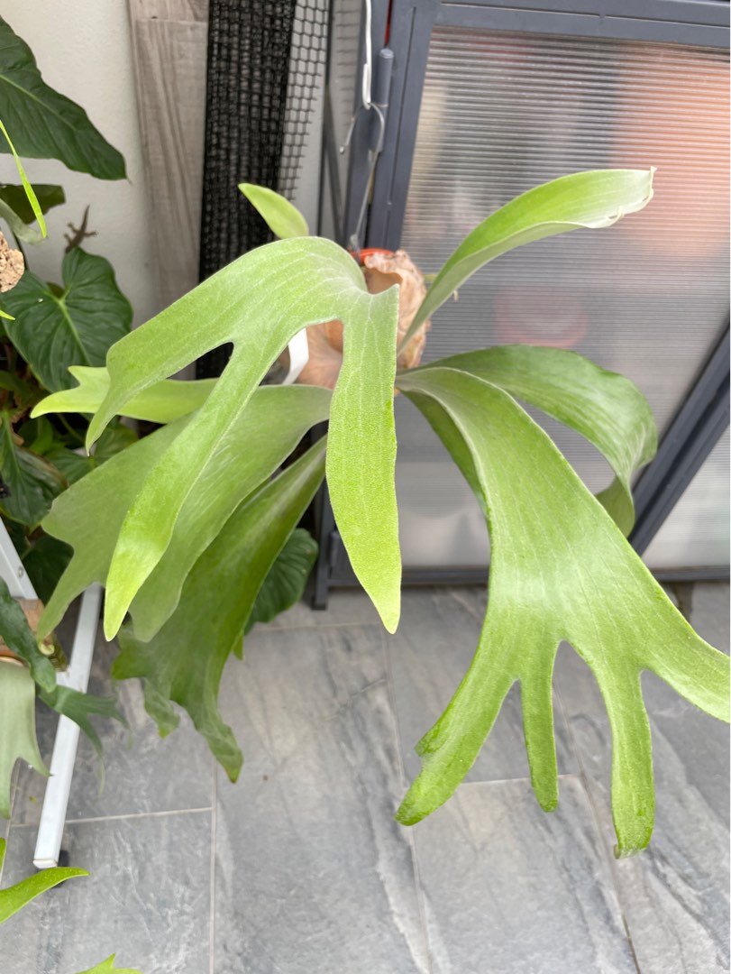 Platycerium Tonkla DW #1, Furniture & Home Living, Gardening, Plants & Seeds on Carousell