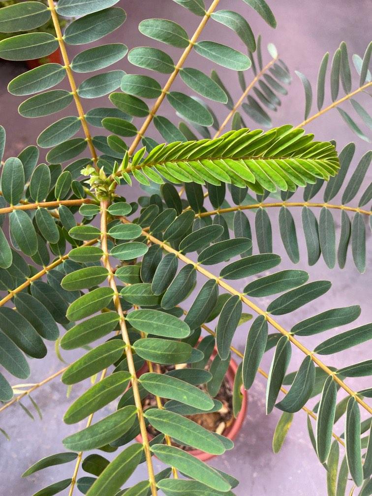 Pokok Turi/Vegetable Hummingbird Plant, Furniture & Home Living ...