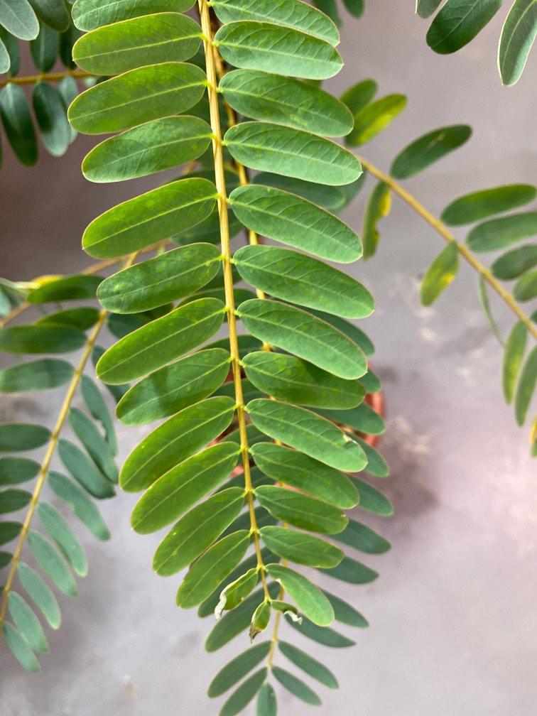 Pokok Turi/Vegetable Hummingbird Plant, Furniture & Home Living ...