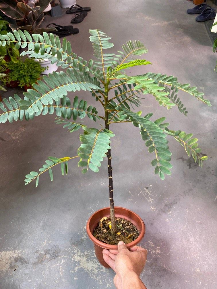 Pokok Turi/Vegetable Hummingbird Plant, Furniture & Home Living ...