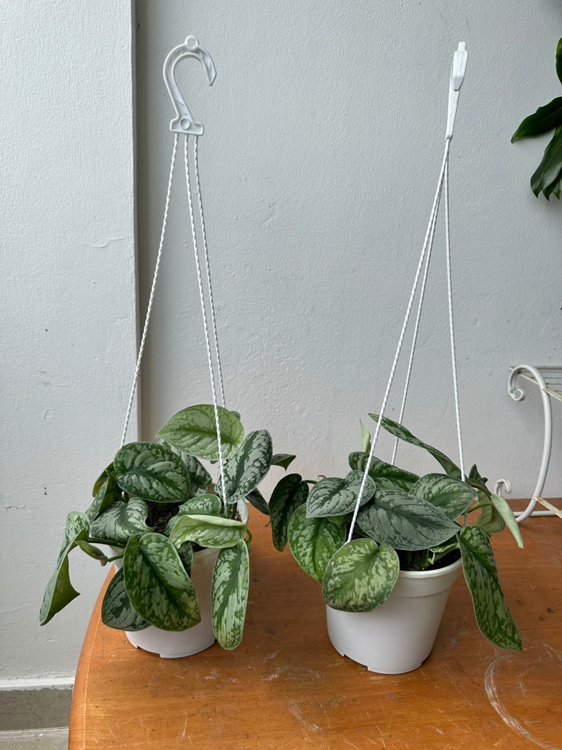 scindapsus pictus exotica, Furniture & Home Living, Gardening, Plants ...
