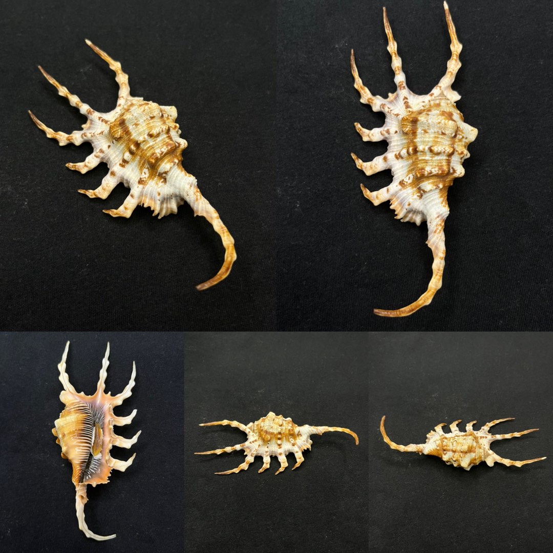 Seashell Spider Conch, Hobbies & Toys, Memorabilia & Collectibles ...