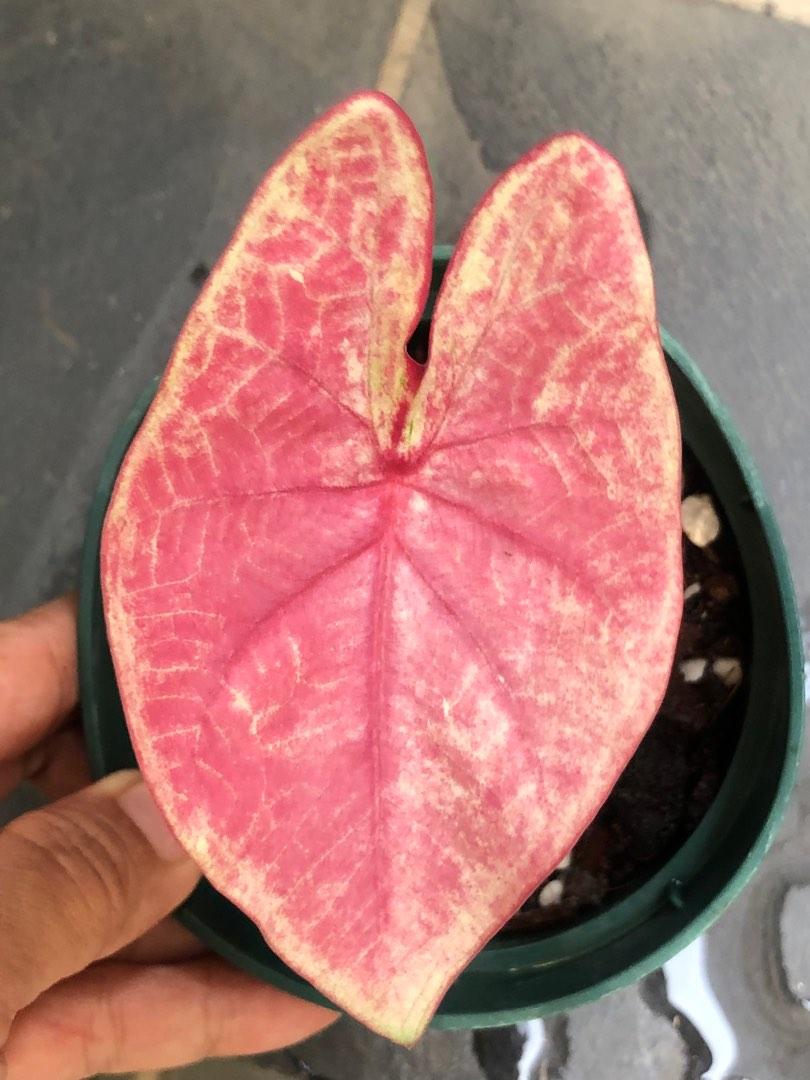 Thai Caladiums pink, Furniture & Home Living, Gardening, Plants & Seeds ...