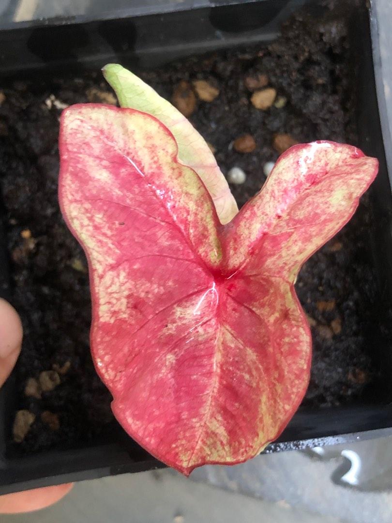 Thai Caladiums pink, Furniture & Home Living, Gardening, Plants & Seeds ...
