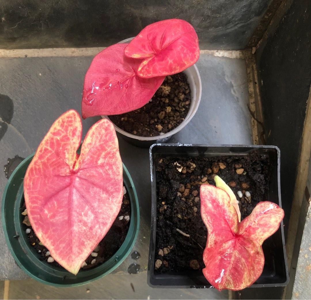 Thai Caladiums pink, Furniture & Home Living, Gardening, Plants & Seeds ...