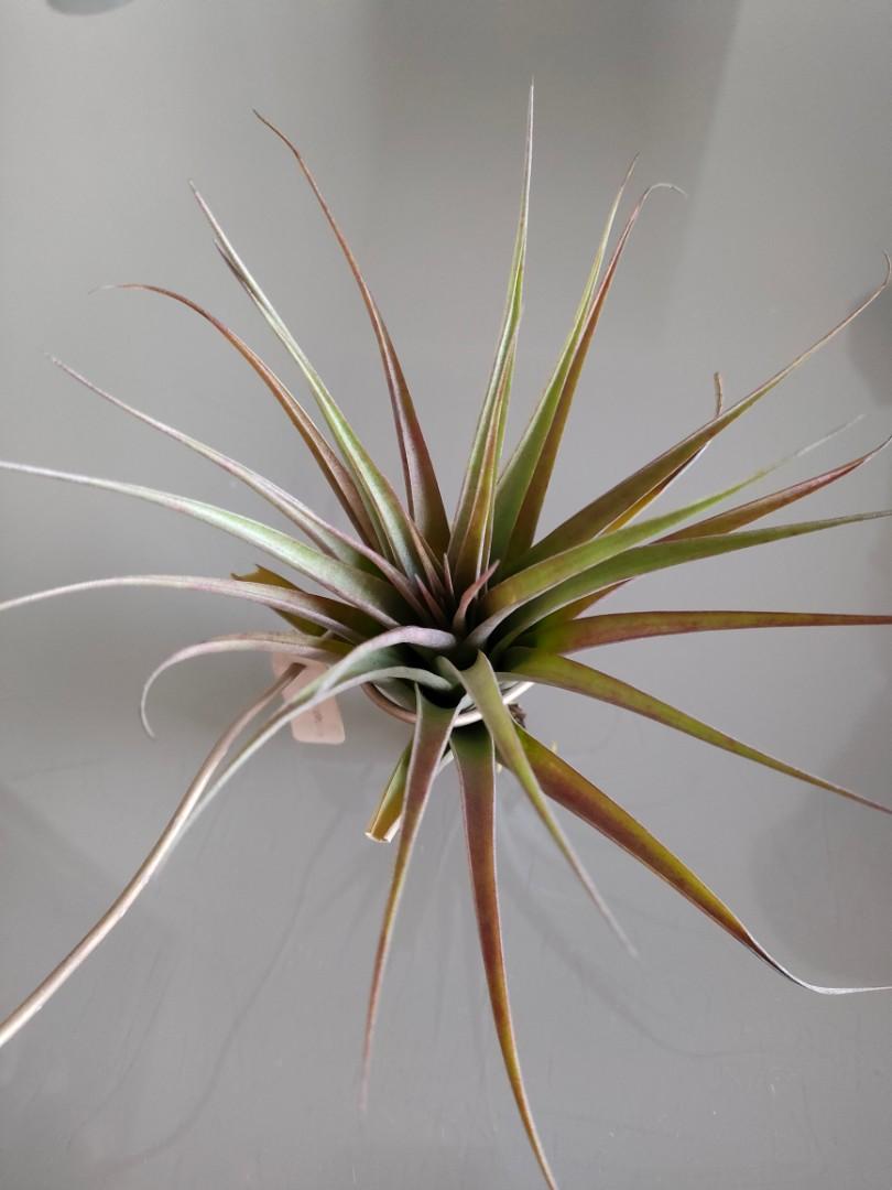 Tillandsia kruseana red / kuntziana, Furniture & Home Living, Gardening ...