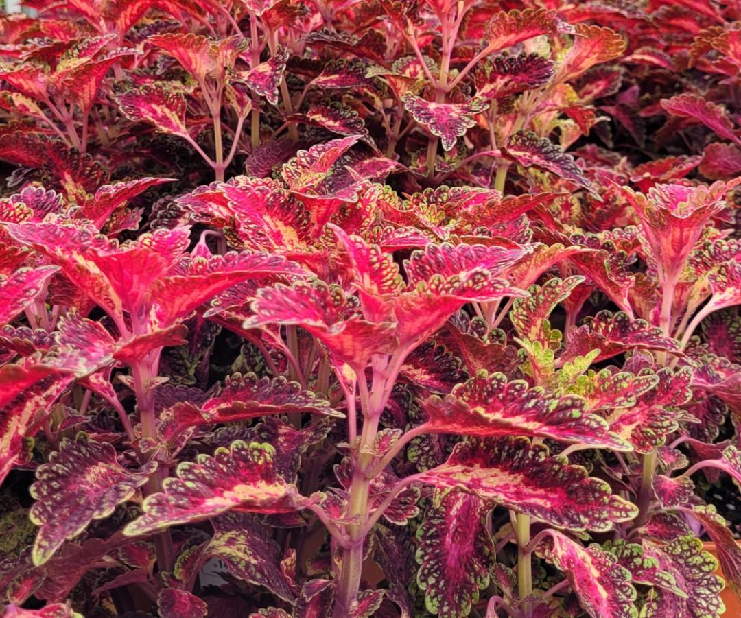 Coleus - Watermelon, Furniture & Home Living, Gardening, Plants & Seeds ...