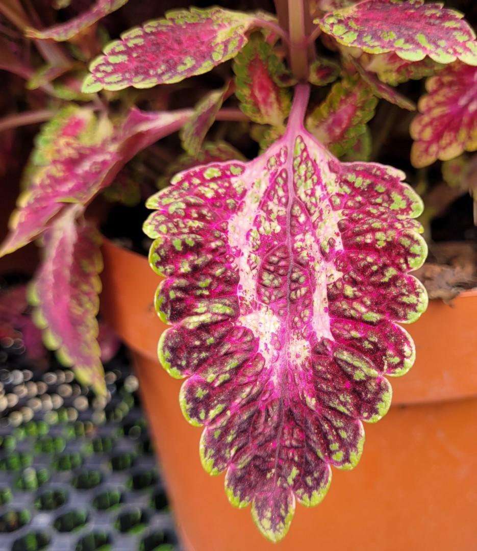Coleus - Watermelon, Furniture & Home Living, Gardening, Plants & Seeds ...