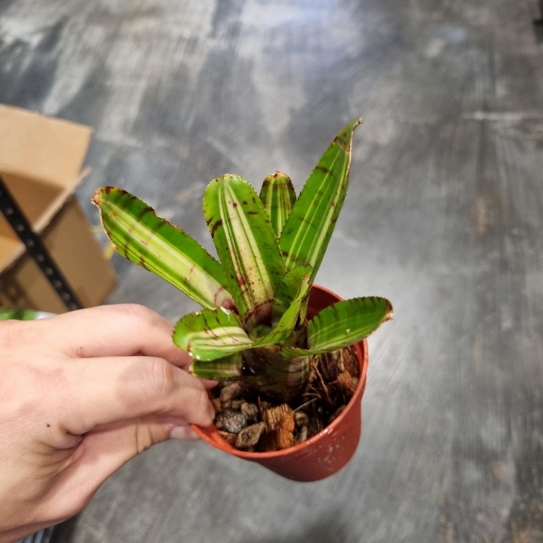 Assorted mini bromeliads, Furniture & Home Living, Gardening, Plants ...