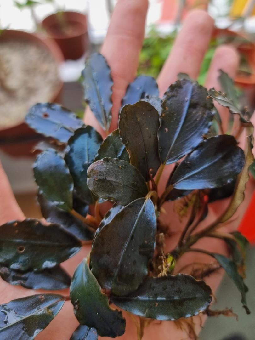 Bucephalandra sp strong metallica | aquatic aquarium plant | buce bucep ...