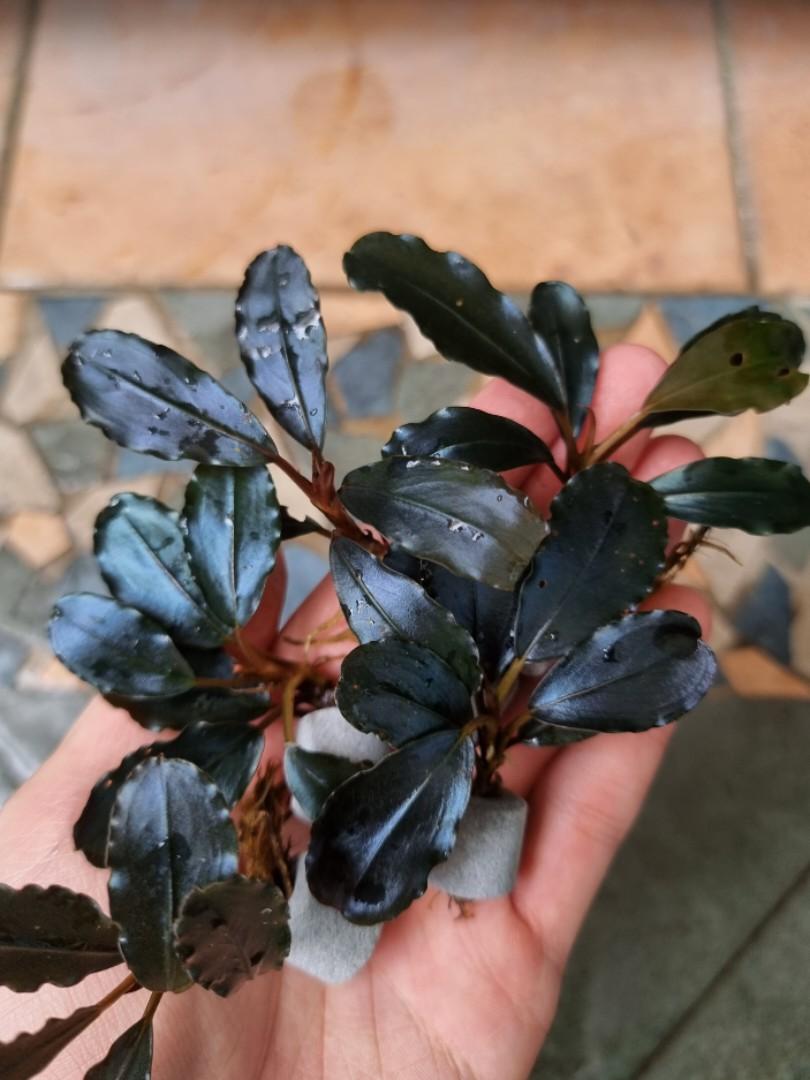 Bucephalandra sp strong metallica | aquatic aquarium plant | buce bucep ...