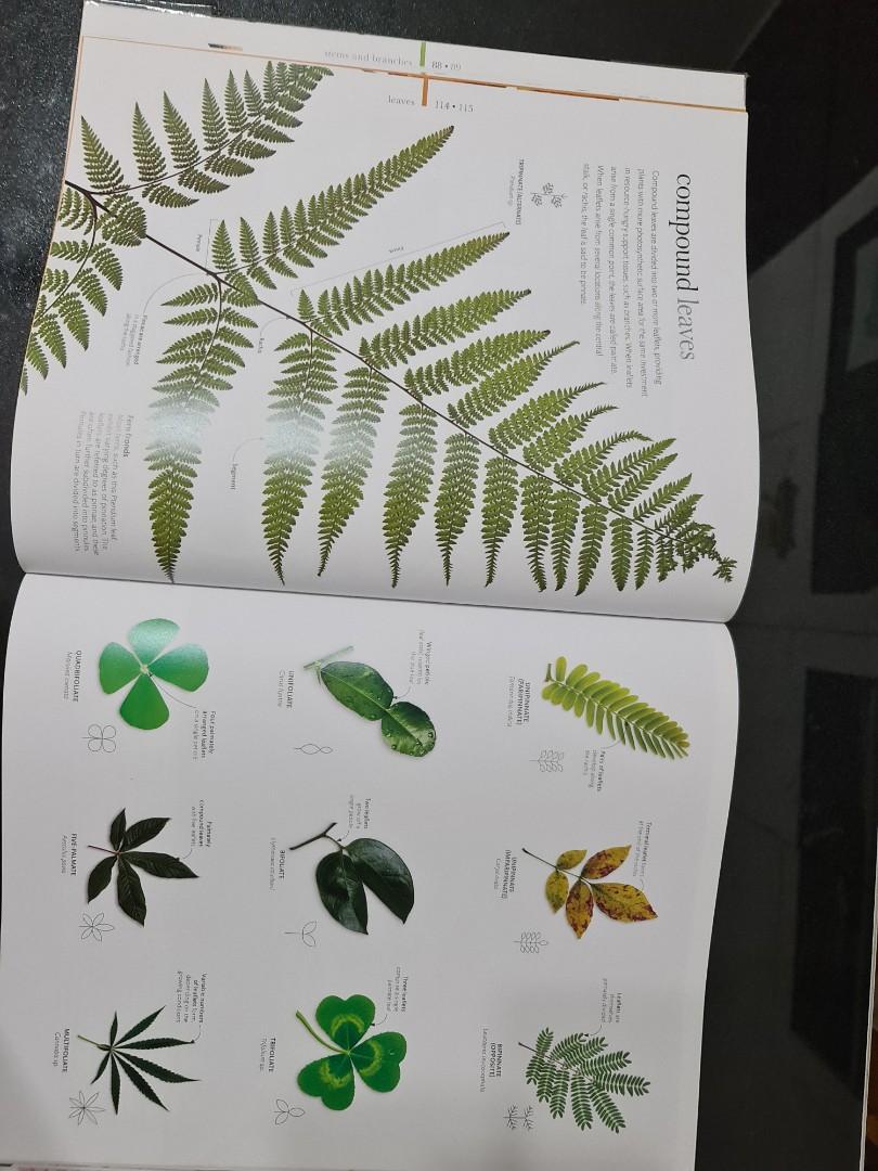 Flora science encyclopedia. With illustrations, Hobbies & Toys, Books ...