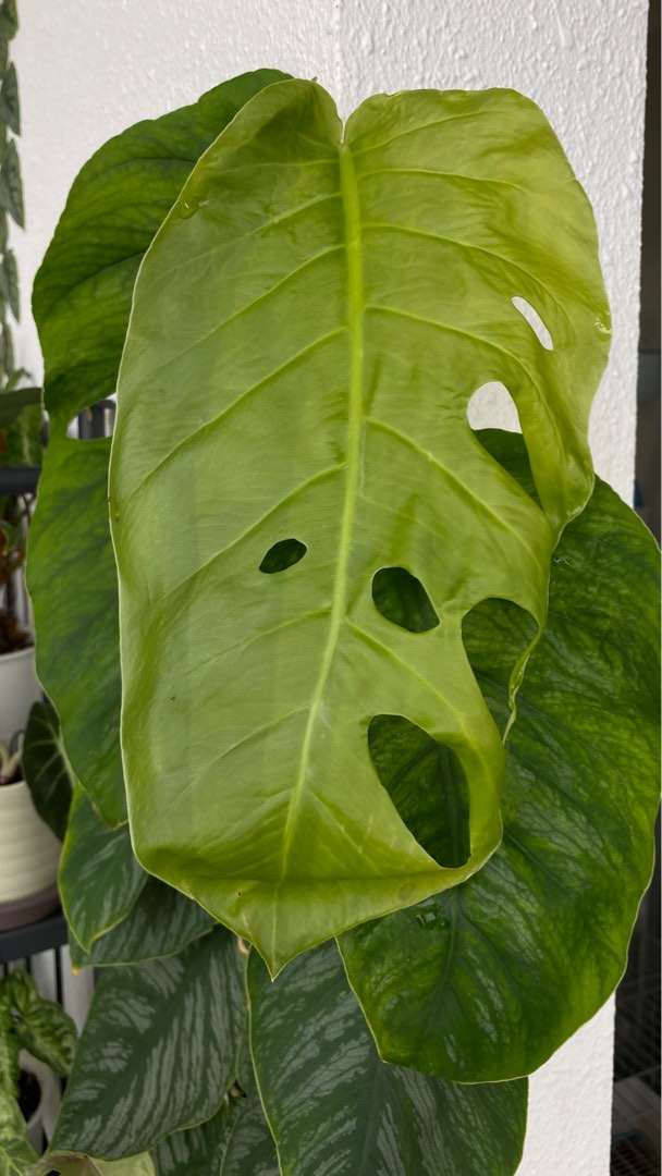 Monstera Dubia (Adult Form), Furniture & Home Living, Gardening, Plants ...