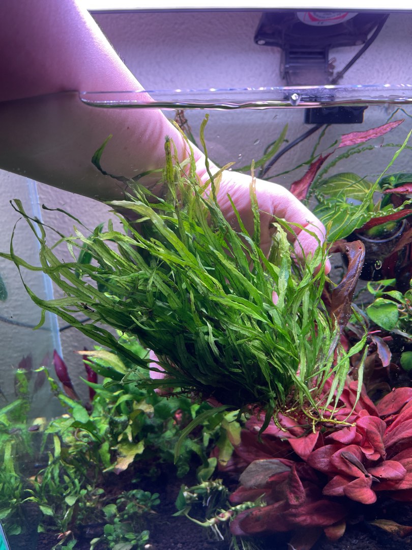 Needle Leaf Fern, Pet Supplies, Homes & Other Pet Accessories on Carousell