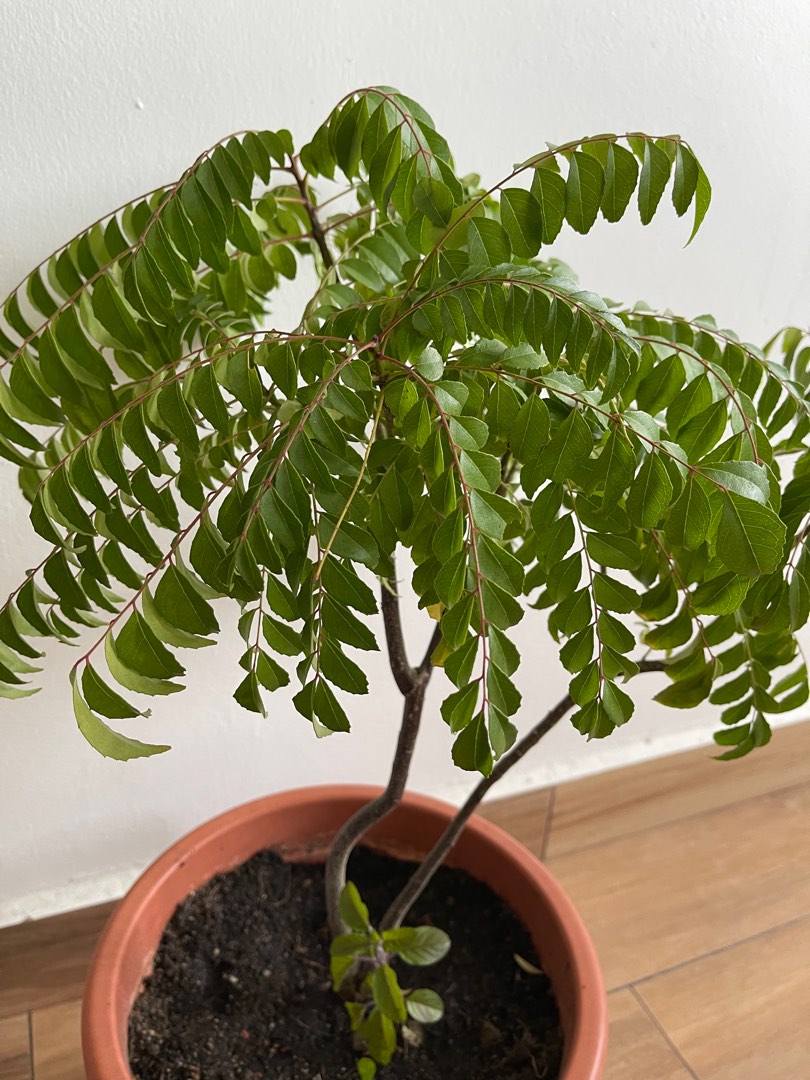 Organic curry leaf plant, Furniture & Home Living, Gardening, Plants ...
