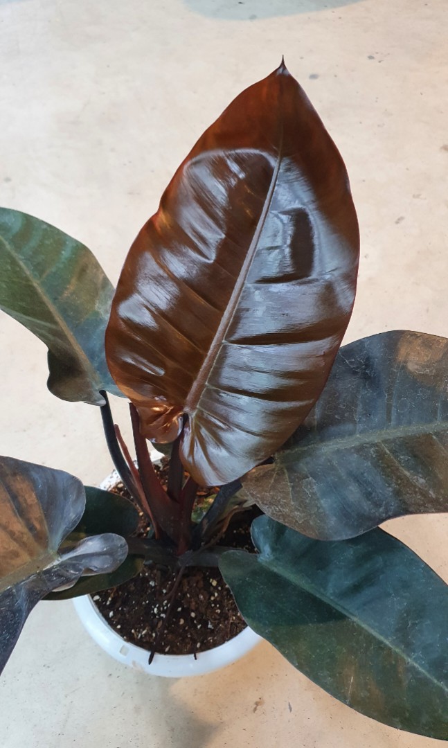 Philodendron Black Congo (22cm pot) on Carousell