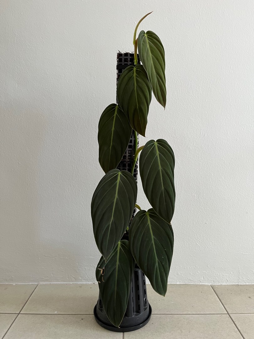 Philodendron Gigas, Furniture & Home Living, Gardening, Plants & Seeds ...