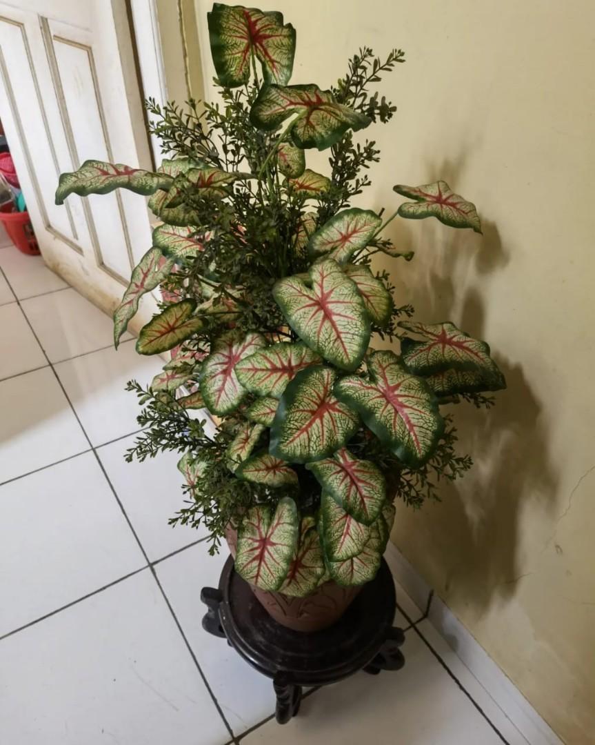 Pot Bunga Talas, Perkebunan di Carousell