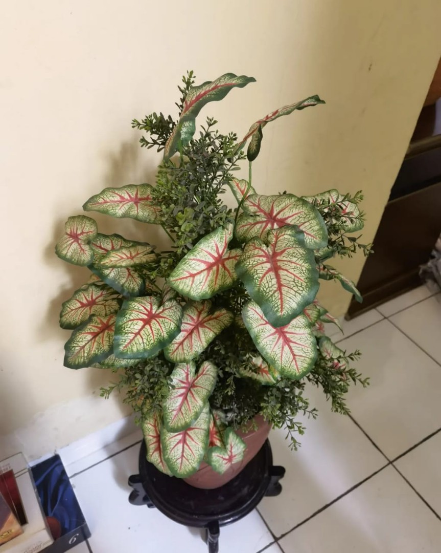 Pot Bunga Talas, Perkebunan di Carousell