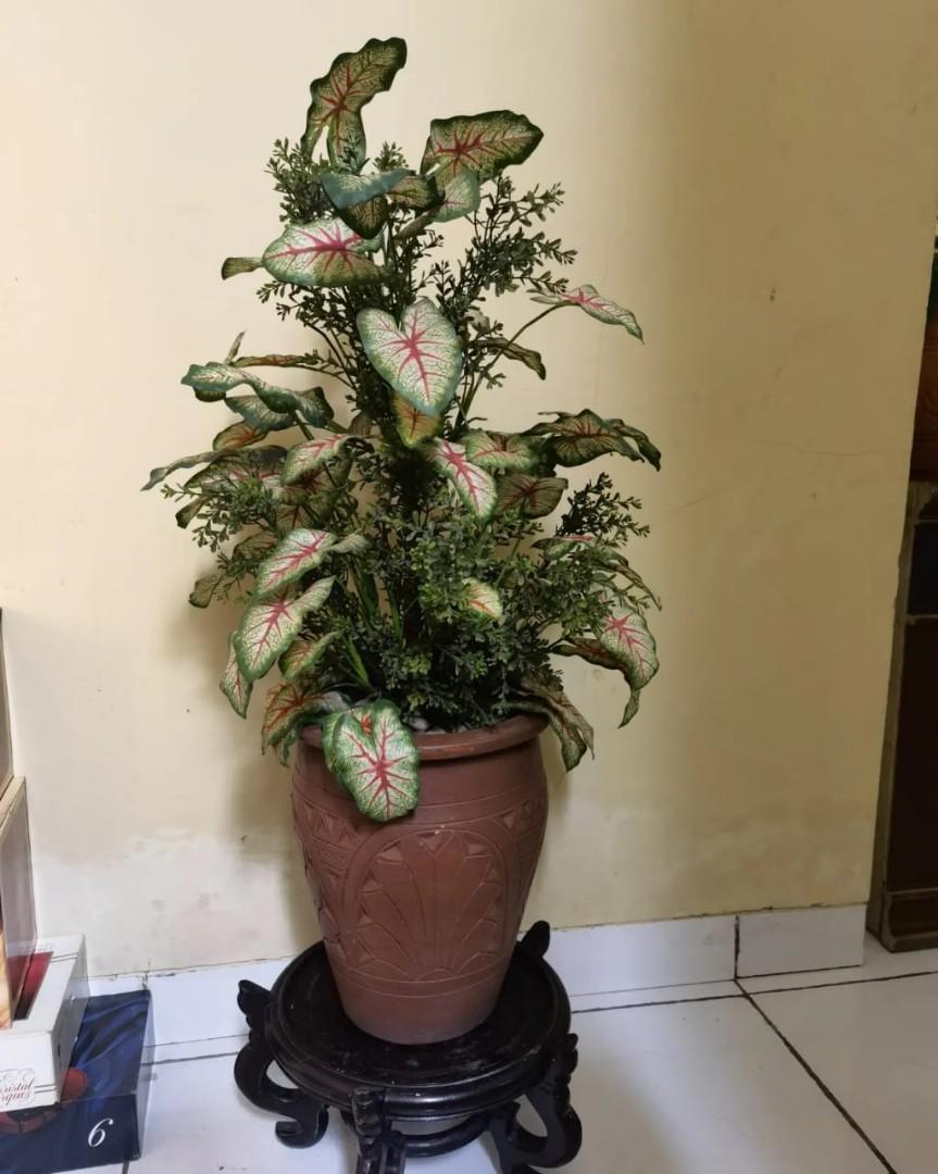 Pot Bunga Talas, Perkebunan di Carousell