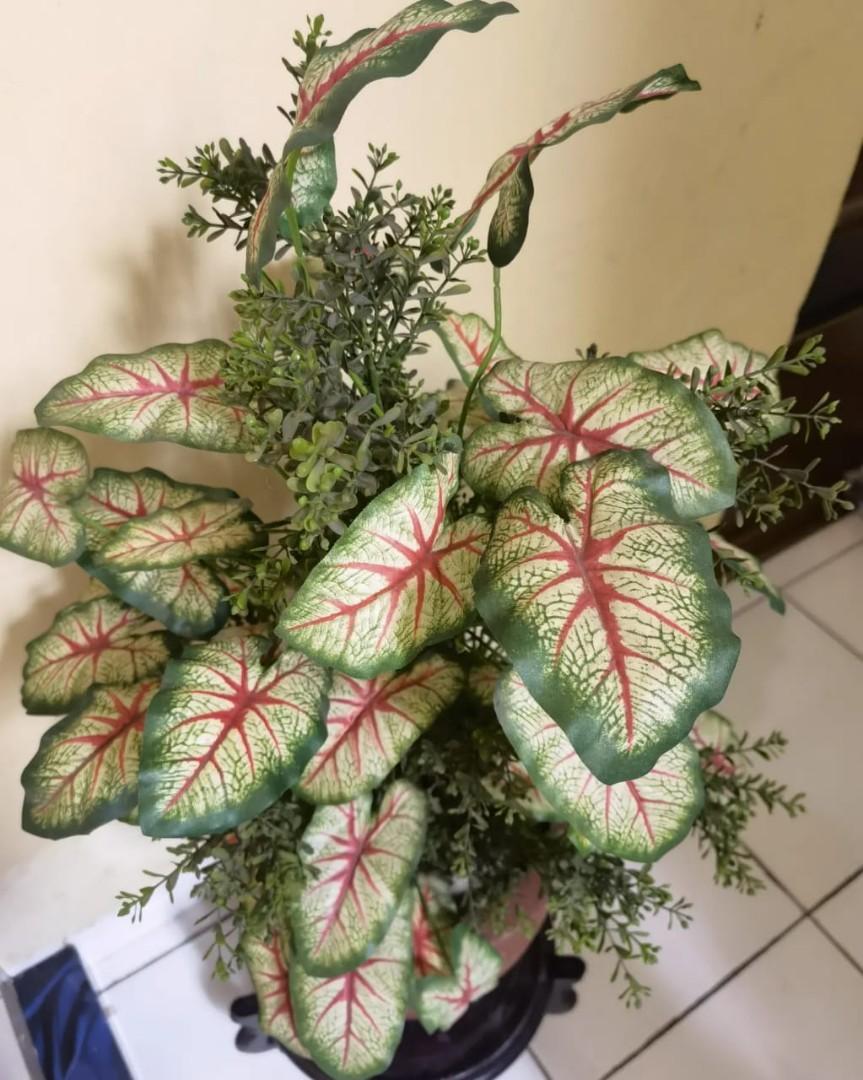 Pot Bunga Talas, Perkebunan di Carousell