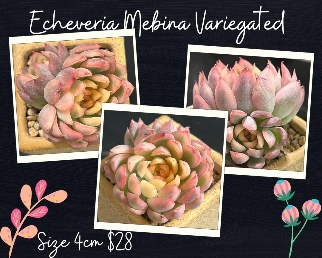 RARE Echeveria Mebina Variegated, Furniture & Home Living, Gardening ...