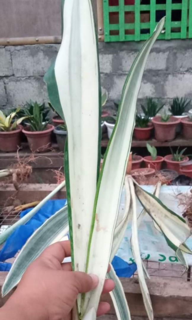 Sansevieria/BEAUTY QUEEN, Furniture & Home Living, Gardening, Plants ...