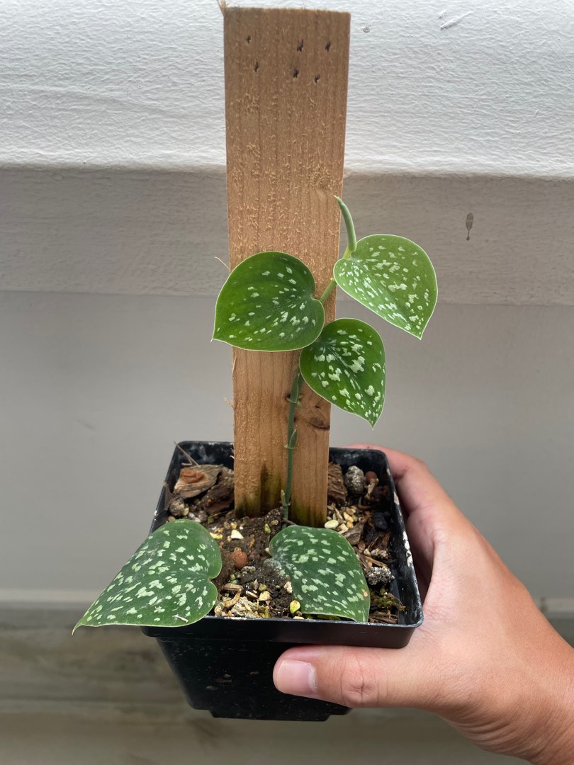 Scindapsus Snake Scale Plant, Furniture & Home Living, Gardening ...