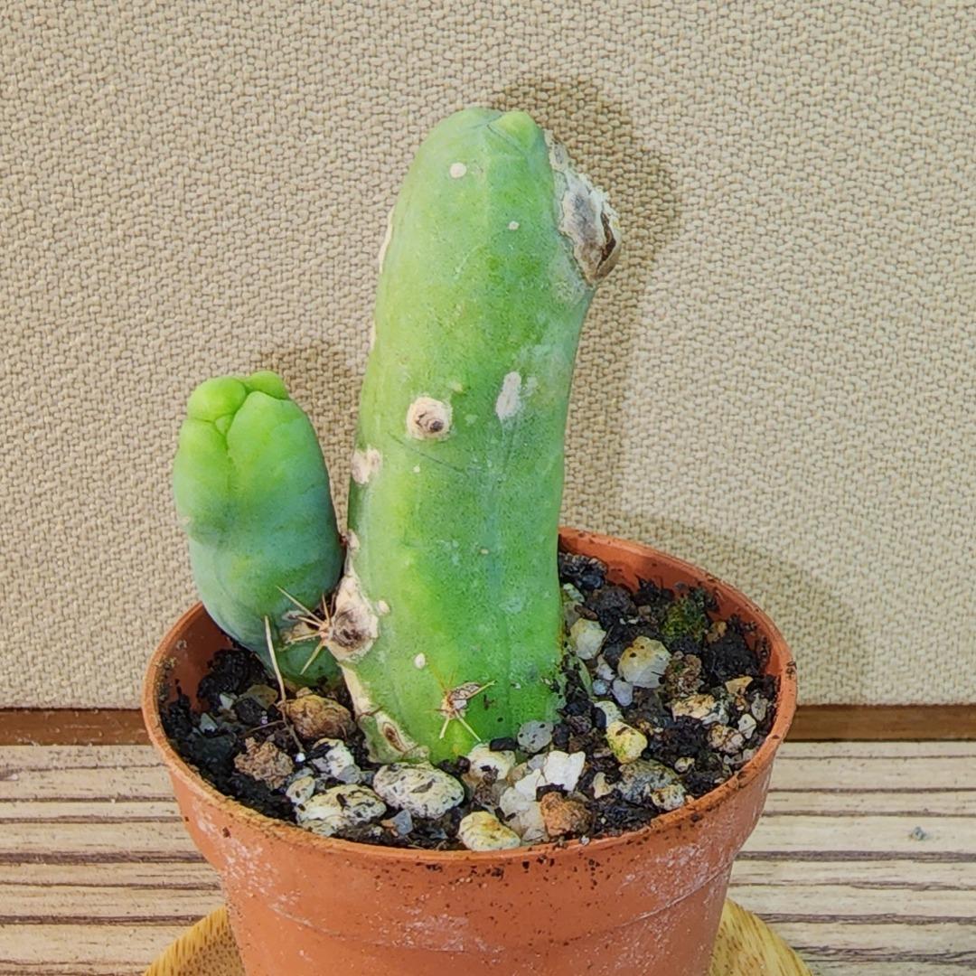 Trichocereus bridgesii monstrose, Penis Cactus, Furniture & Home Living ...