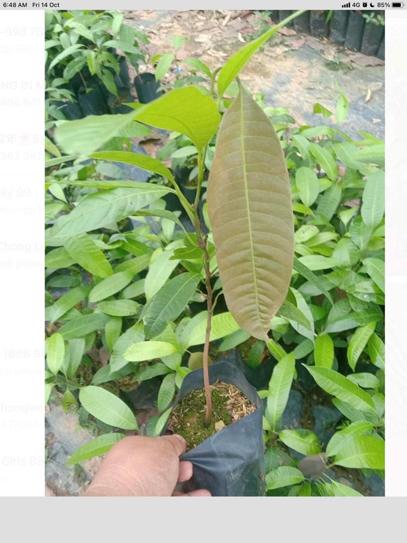 Anak pokok kundang kampung @ remia @ ramunia, Furniture & Home Living ...