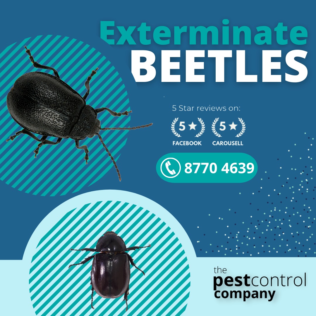Beetles / Rat/ Rodent/ Cockroach/ Termite/ Bedbugs/ Ants/ Mosquitoes ...