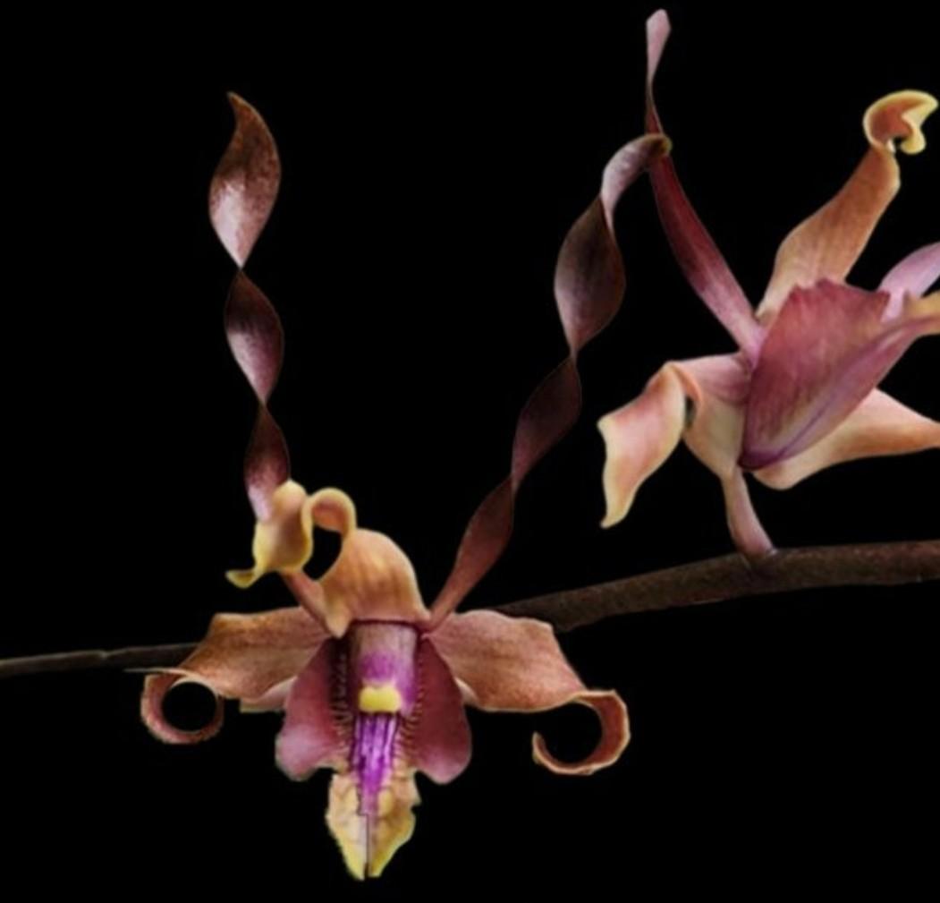 Dendrobium Jairak Antelope 'Scarlet' Orchid, Furniture & Home Living ...