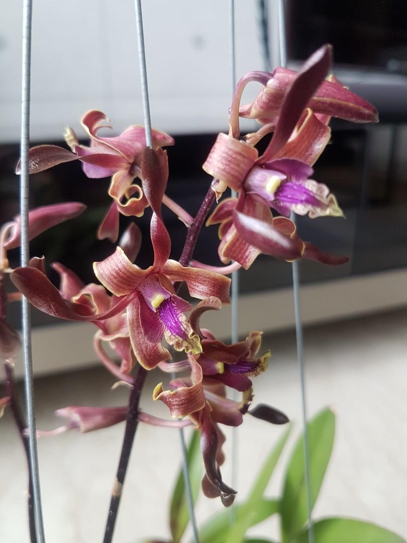 Dendrobium Jairak Antelope 'Scarlet' Orchid, Furniture & Home Living ...
