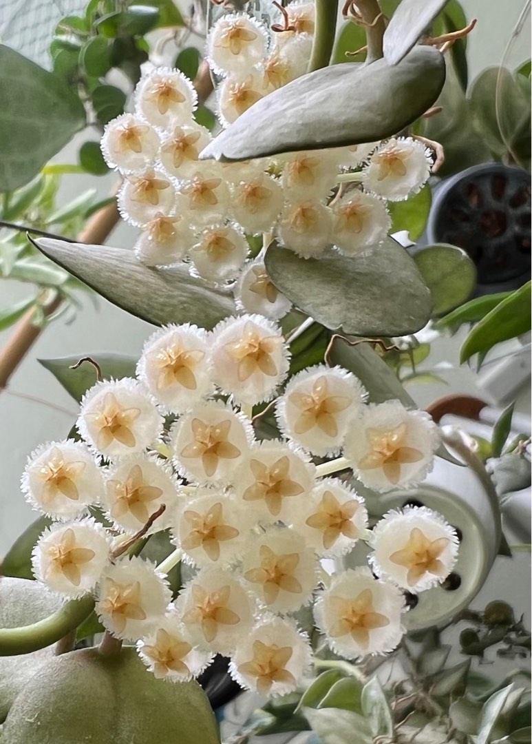 Hoya Krohniana Super Silver, Furniture & Home Living, Gardening, Plants ...