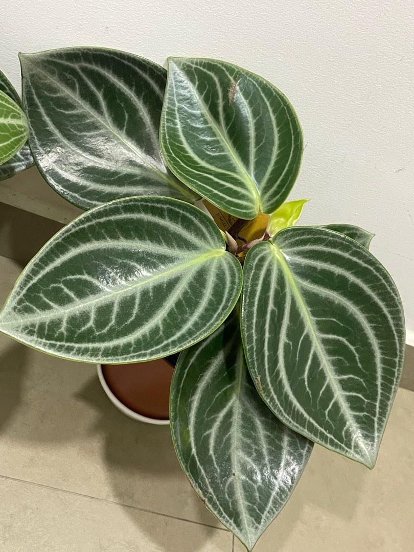 Huge Holland Peperomia Sarcophylla, Furniture & Home Living, Gardening ...