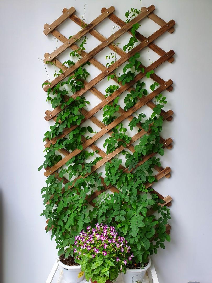 IKEA Askholmen trellis, Furniture & Home Living, Home Decor, Wall Decor ...