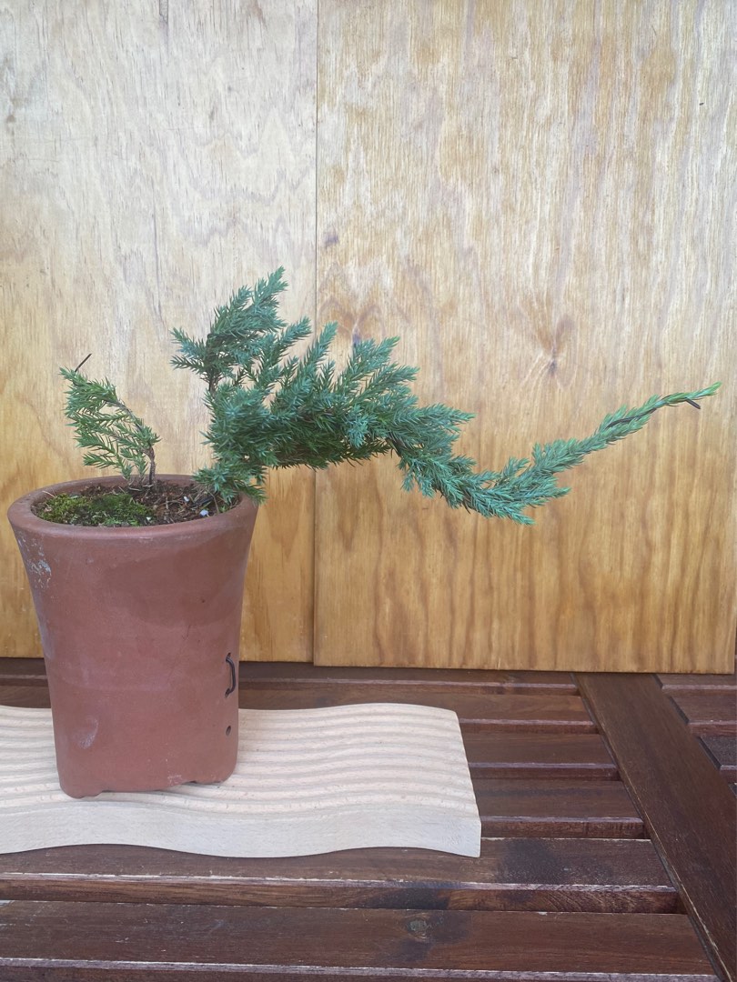 Mini Juniper Juniperus Chinensis bonsai # 2, Furniture & Home Living ...