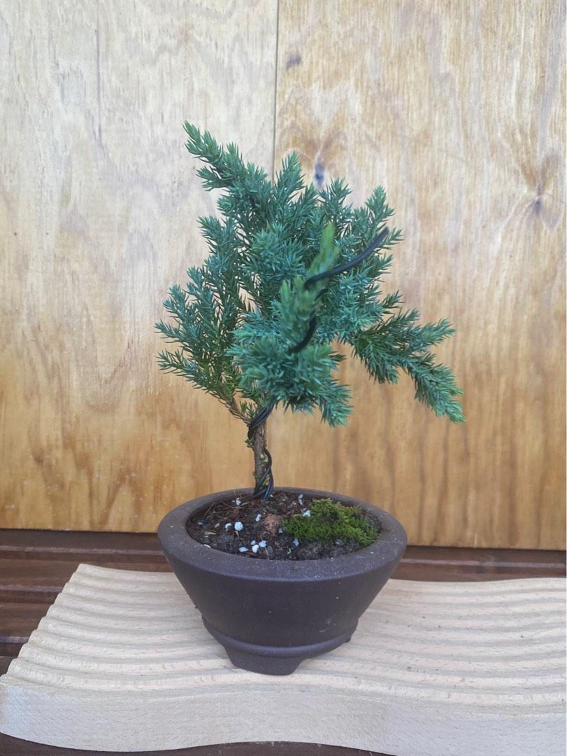 Mini Juniper Juniperus Chinensis bonsai #3, Furniture & Home Living ...