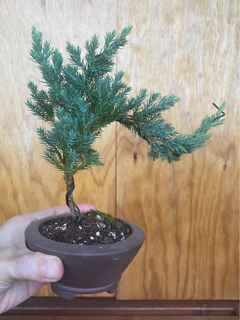 Mini Juniper Juniperus Chinensis bonsai #3, Furniture & Home Living ...