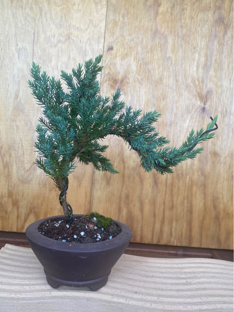 Mini Juniper Juniperus Chinensis bonsai pine #3, Furniture & Home ...