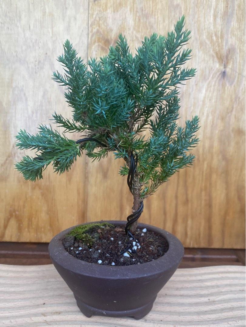 Mini Juniper Juniperus Chinensis bonsai #3, Furniture & Home Living ...