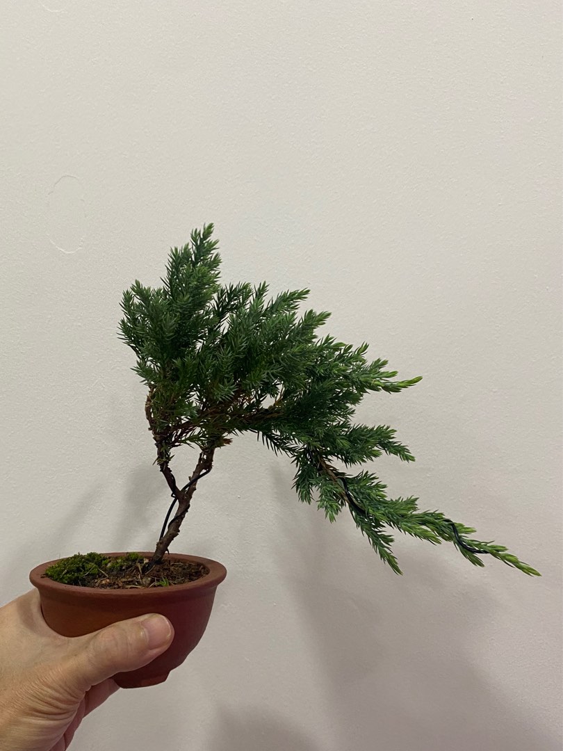 Mini Juniper Juniperus Chinensis Bonsai #5, Furniture & Home Living ...