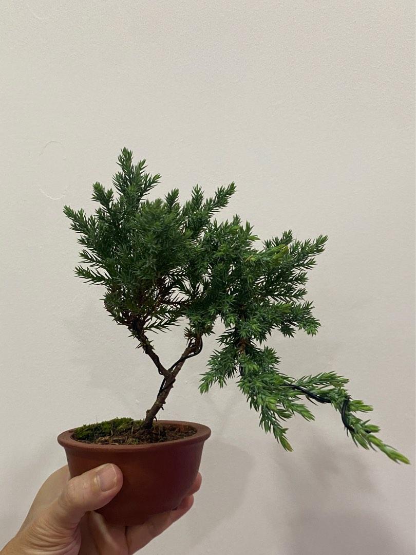 Mini Juniper Juniperus Chinensis Bonsai #5, Furniture & Home Living ...
