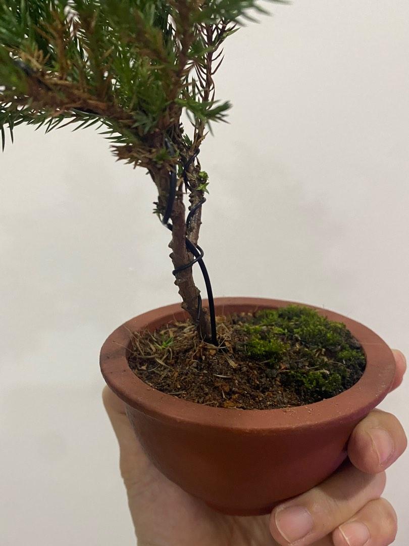 Mini Juniper Juniperus Chinensis Bonsai #5, Furniture & Home Living ...