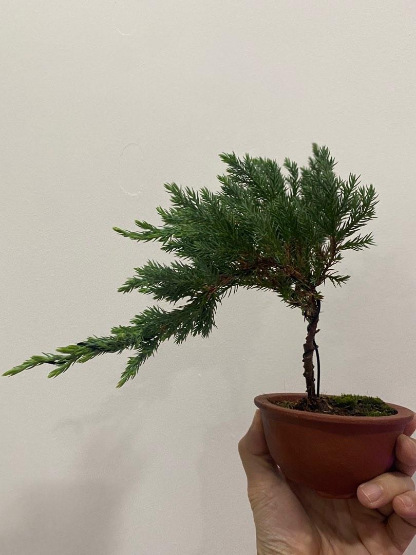 Mini Juniper Juniperus Chinensis Bonsai #5, Furniture & Home Living ...